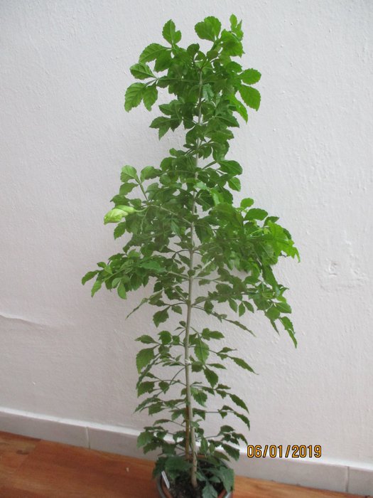 parmentiera edulis :: Subtropik