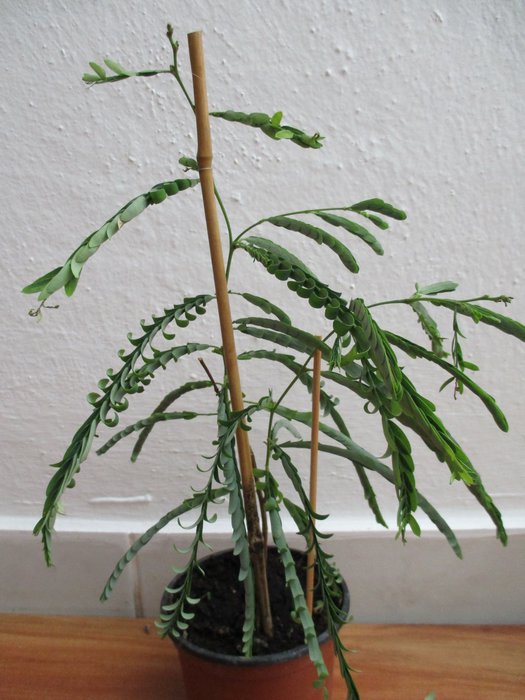 phyllanthus emblica :: Subtropik