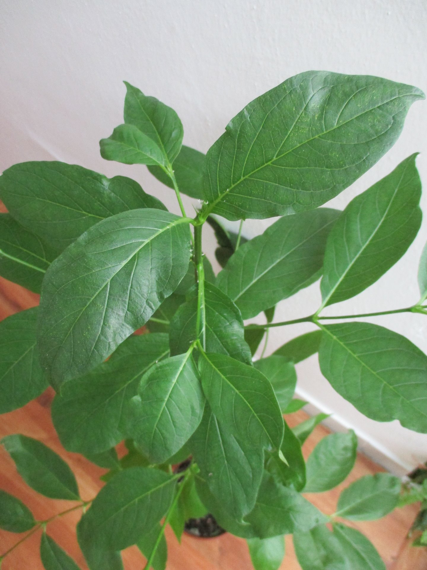 vangueria infausta :: Subtropik