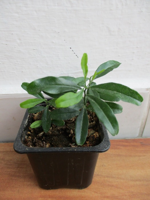 triphasia trifolia :: Subtropik