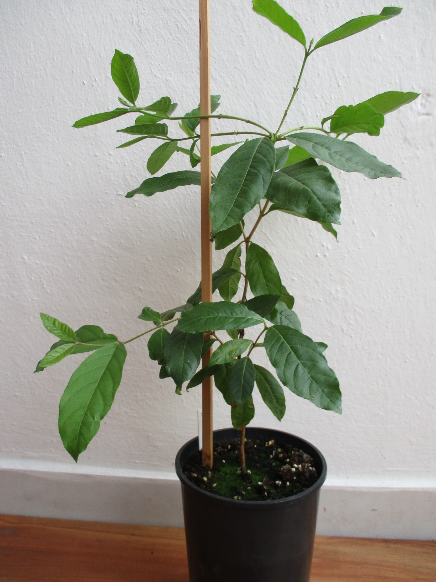 psidium sp. arazá pera :: Subtropik